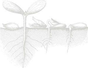 Sobre Anove – Anove